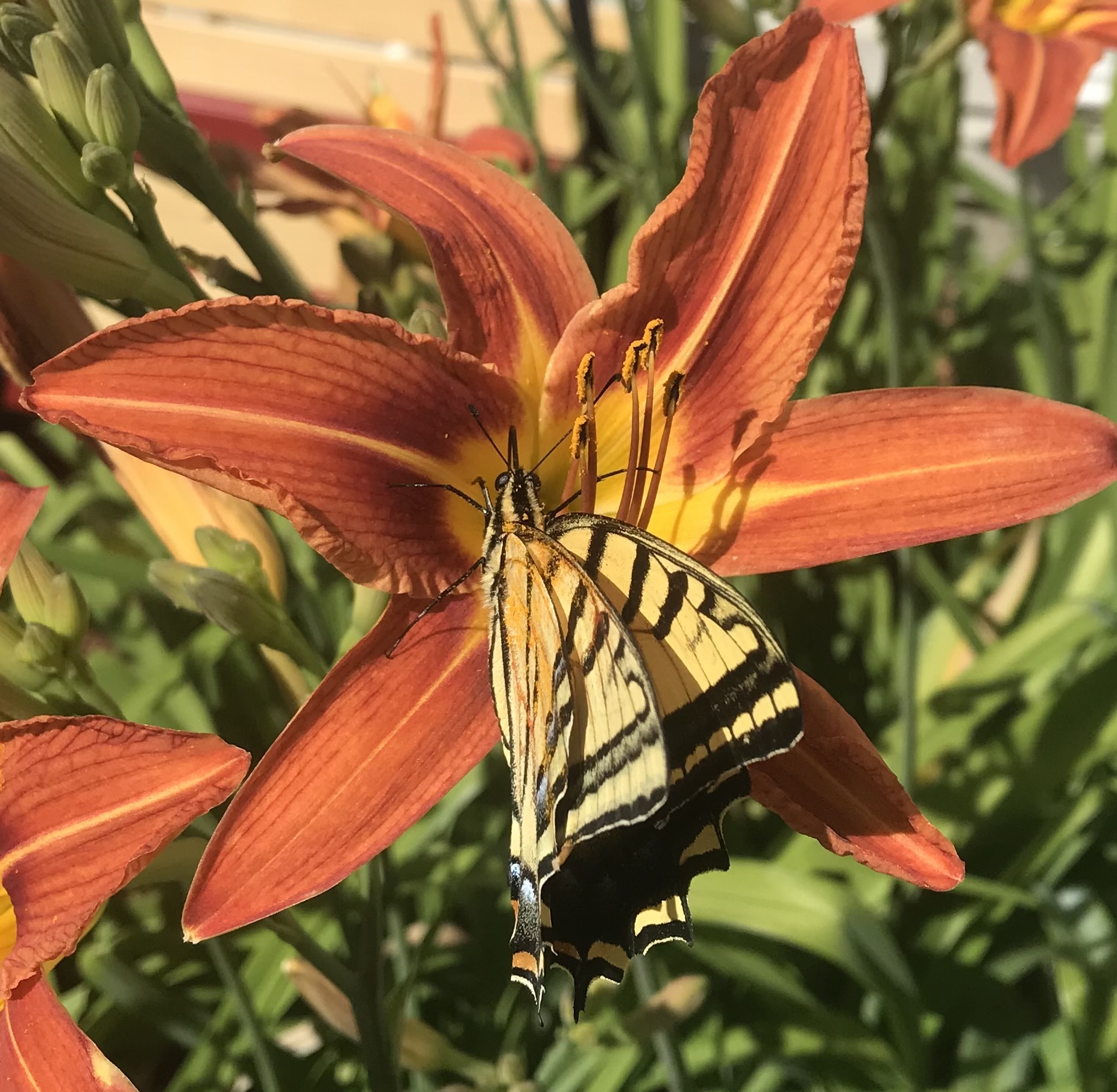 Butterflies in Bloom – Education With Parents